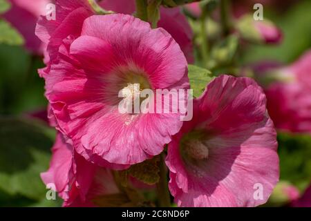 The Beautiful pink decorative mallow is closeup Stock Photo - Alamy