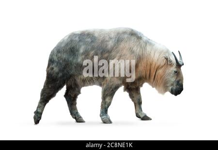 Chinese takin isolated over a white background Stock Photo - Alamy