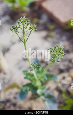 close-up of broccolini plant outdoor in sunny backyard shot at shallow ...