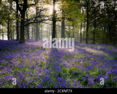 Sunlight shing through the trees onto bluebells at Blickling Stock ...