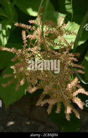 Beautiful blooming white fluffy Aruncus in the garden in summer ...
