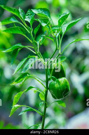 capsicum plant in vegetable garden in australia in spring Stock Photo ...