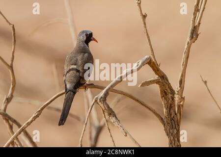 Namaqua dove (Oena capensis) standing on a bush in the desert Stock ...