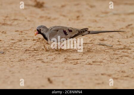 Namaqua dove (Oena capensis) collecting Nest material Stock Photo - Alamy