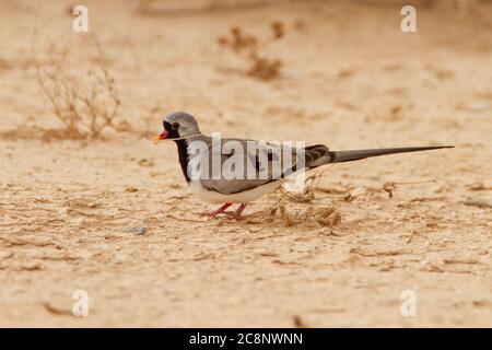 Namaqua dove (Oena capensis) collecting Nest material Stock Photo - Alamy
