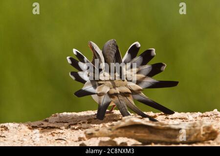 Namaqua dove (Oena capensis) in display Stock Photo - Alamy