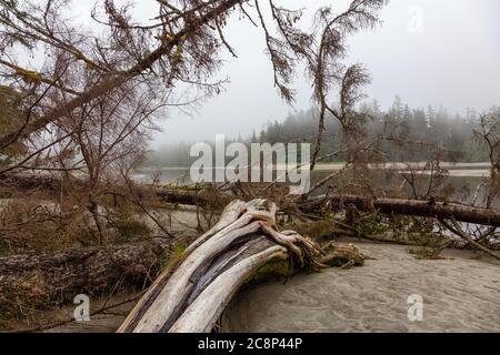 Raft Cove, Vancouver Island, British Columbia, Canada Stock Photo - Alamy