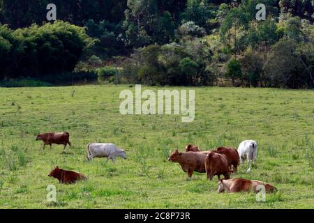 cattle in pasture inside Brazil Stock Photo - Alamy