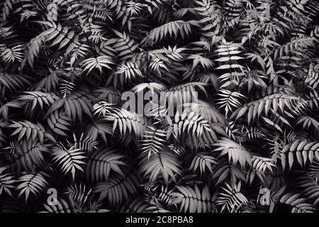 Green hosta leaves seamless pattern. Endless relief background Stock ...