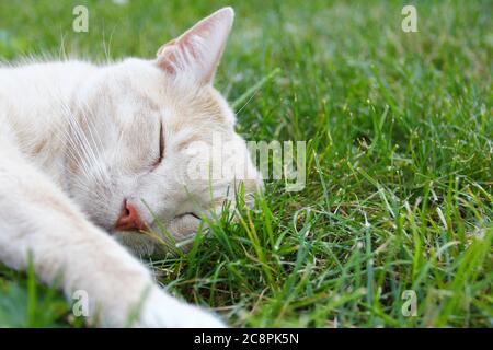 Resting Cream Tabby Cat Stock Photo - Alamy