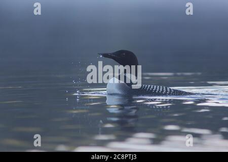 common loon in summer, Quebec, Canada Stock Photo - Alamy
