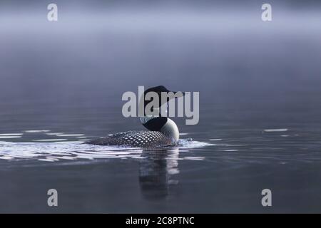 common loon in summer, Quebec, Canada Stock Photo - Alamy