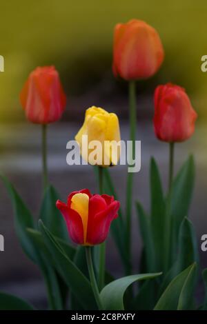 Mutant in Purple: A single purple tulip with an almost webbed stem ...