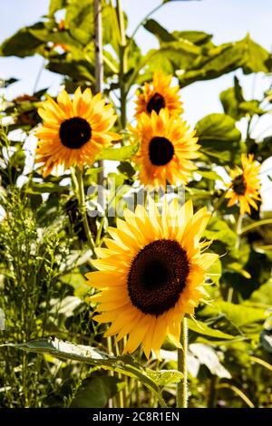 Colourful Yellow and Orange Summer Sunflowers in the Front Garden Stock ...