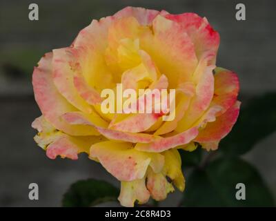 Yellow and pink variegated rose bloom and leaves Rosa Claude Monet ...