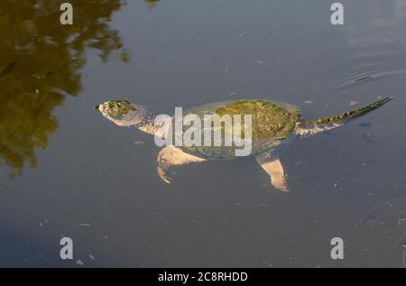 Snapping turtle underwater in Ithaca, New York lake Stock Photo - Alamy