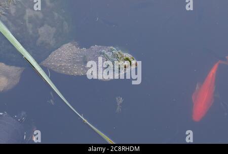 Snapping turtle underwater in Ithaca, New York lake Stock Photo - Alamy