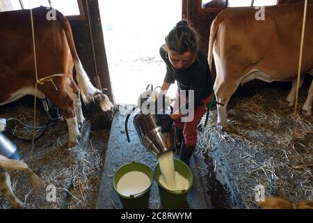 Habkern, Switzerland. 07th July, 2020. With full udders, the cows trot ...