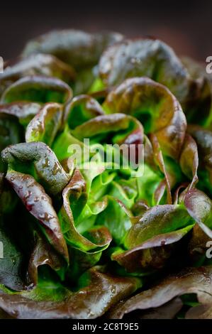Single lettuce head over rustic wooden background Stock Photo - Alamy