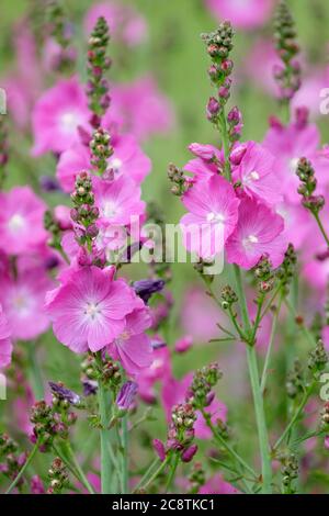 Sidalcea 'Party Girl' - Prairie Mallow; aka: Checkerbloom, Checker ...