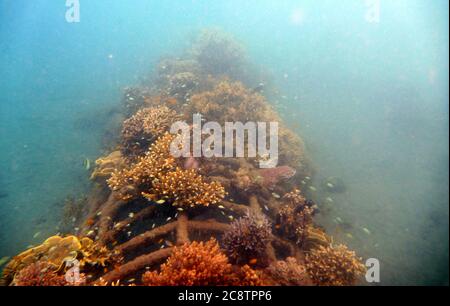 Pemuteran village the largest Biorock coral reef nursery and ...