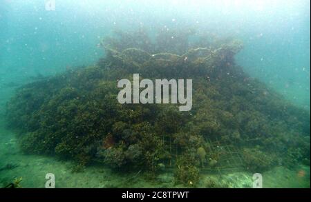 Pemuteran village the largest Biorock coral reef nursery and ...