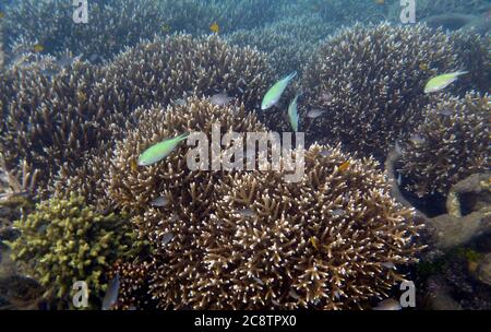 Pemuteran village the largest Biorock coral reef nursery and ...