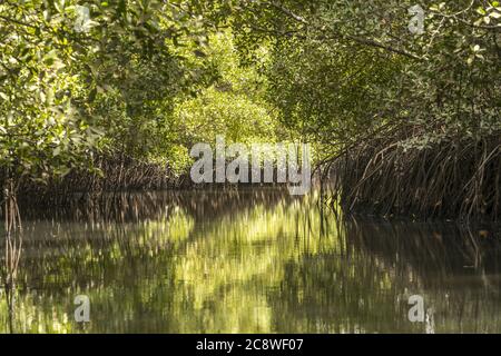 Mangroven im Sine Saloum Delta, Senegal, Westafrika | mangroves at the ...