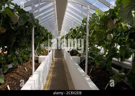 Melon melons growing in greenhouse with support net nets Uk Stock Photo ...