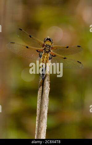 Yellow / Golden / Brown Four Spotted Chaser Dragonfly Stock Photo - Alamy