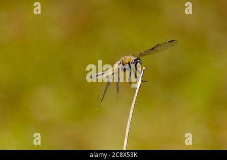 Yellow / Golden / Brown Four Spotted Chaser Dragonfly Stock Photo - Alamy