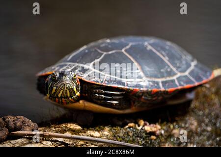 Painted Turtle on a Floating Log Stock Photo - Alamy