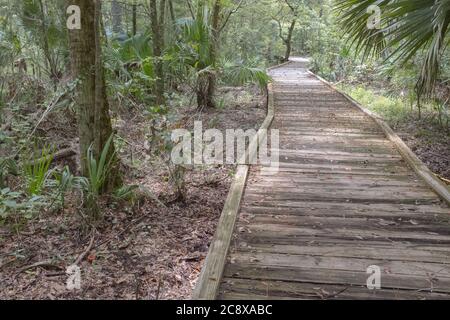 Big Cypress Boardwalk Trail in Goethe State Forest, Morriston, Florida ...