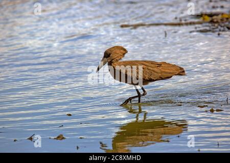 Hammerkop (Scopus umbretta). The hammerkop is found in all wetland ...