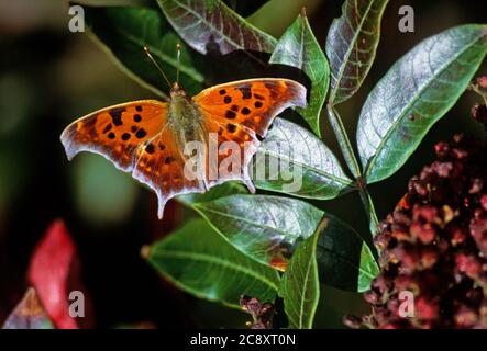Question Mark Butterfly Stock Photo - Alamy