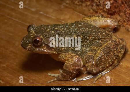Giant spiny frog Paa spinosa Stock Photo - Alamy