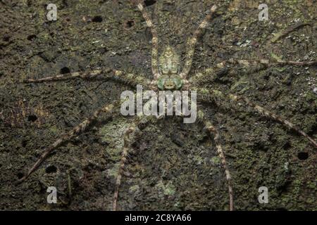 Lichen Huntsman Spider (Pandercetes sp Stock Photo - Alamy