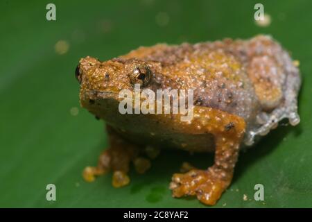 The borneo tree hole frog (Metaphrynella sundana) a small microhylid ...