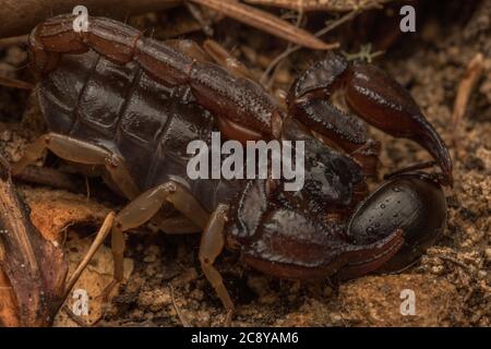 A California forest scorpion (Uroctonus mordax) from the Bay region of ...