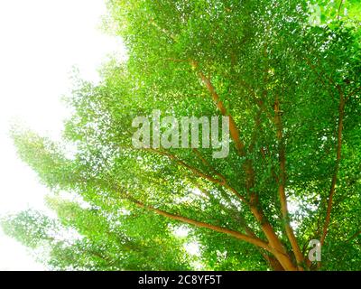 Ivory Coast almond, Black afara, Large tree with branch green leave and ...