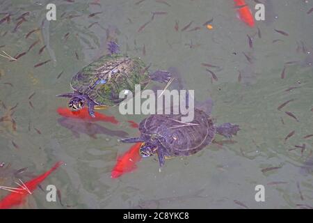 Freshwater turtle and red fish Stock Photo - Alamy