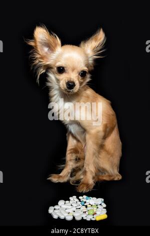 veterinary pills or drugs, pet medicine, pet supplement or vitamins ...