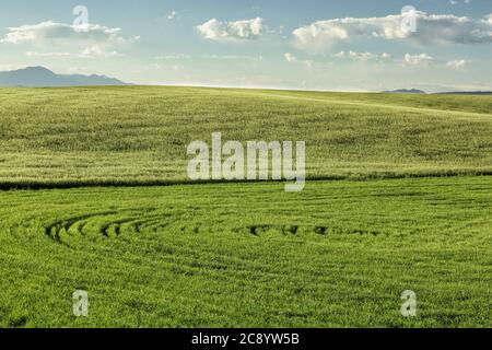 A field of barley in Idaho Stock Photo - Alamy