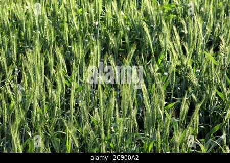 Spring barley grain fields with unripe green crops, main ingredient for ...