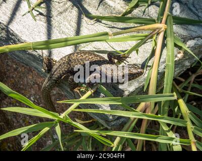 Lizard hides on a stone in the reeds Stock Photo - Alamy