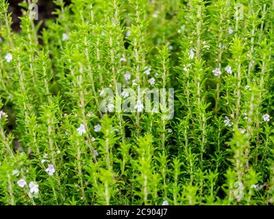 Close-up of small white flowers blooming among lush green leaves in a ...