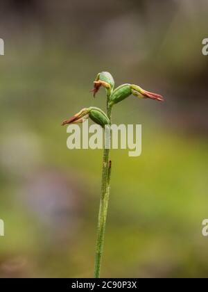leaf, flower, orchid, plant, nature, natural, close, arrangement ...