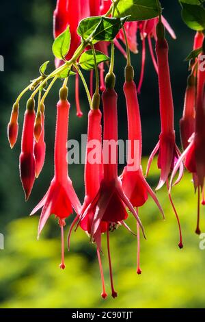 Closeup of flowering Fuchsias Stock Photo - Alamy