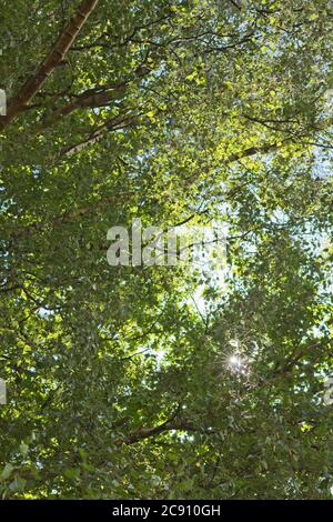 lush leaves of birch tree, sunny spring landscape, natural background ...