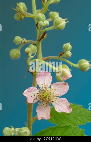 A small amount of blueberry Stock Photo - Alamy